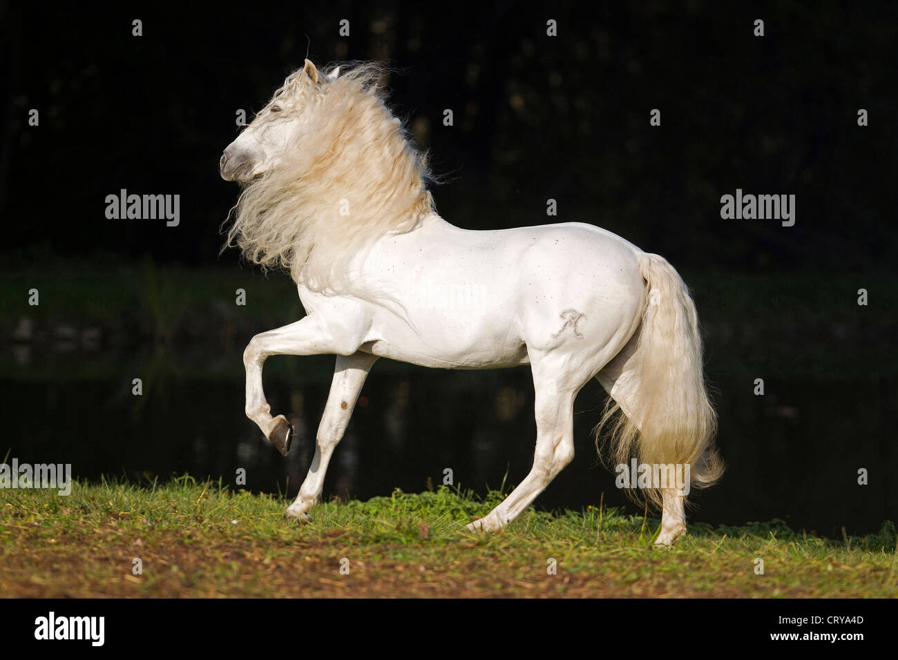 Pure Spanish Horse Andalusian stallion Caprichiosa trot meadow Stock ...