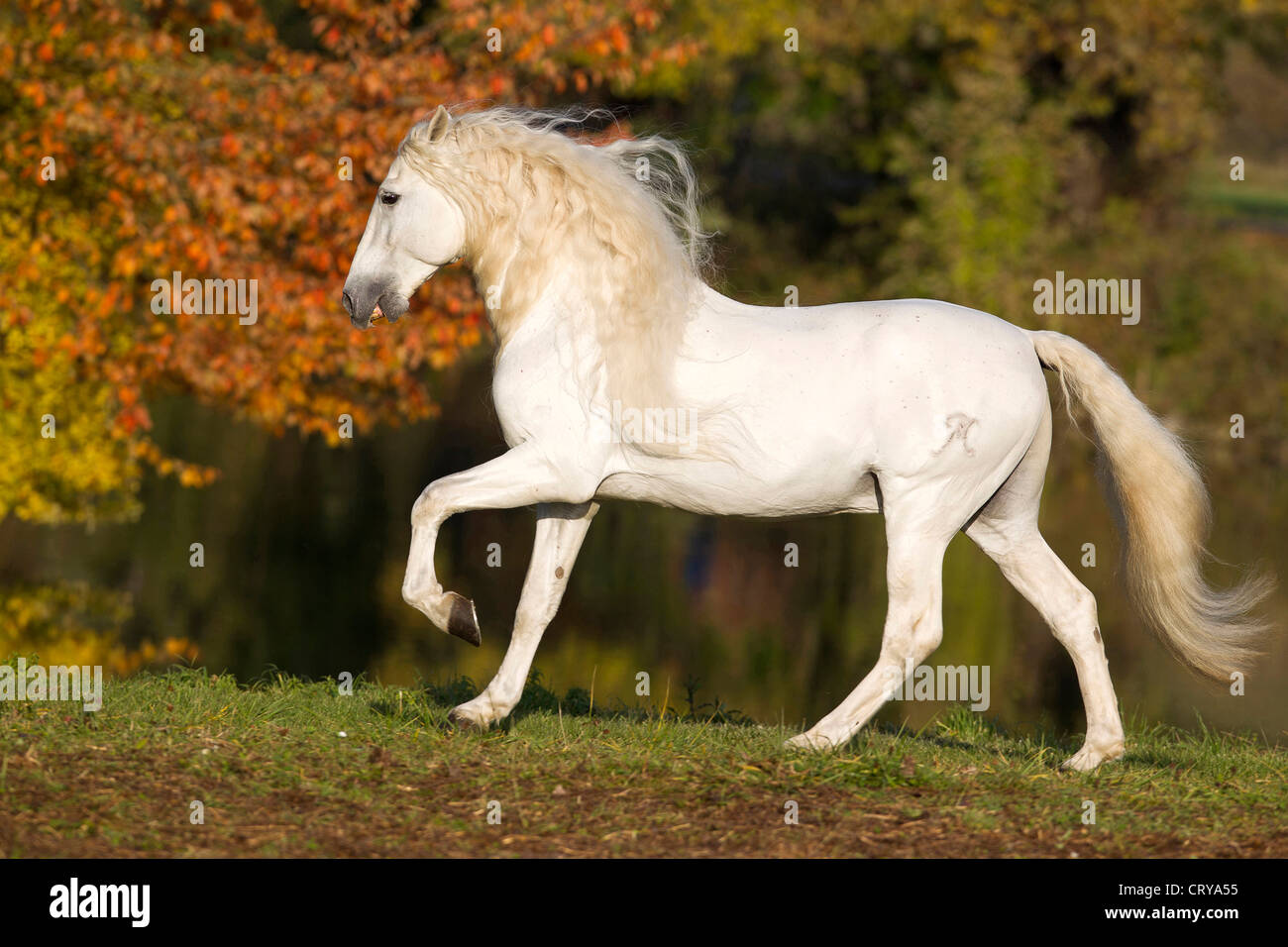 Pure Spanish Horse Andalusian stallion Caprichiosa trot meadow Stock ...
