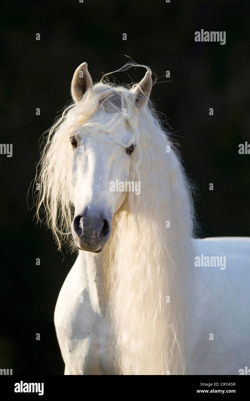 Pure Spanish Horse Andalusian Portrait stallion Caprichiosa Stock Photo ...
