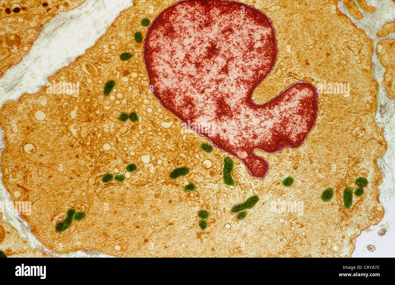 Smooth muscle cells microscope hi-res stock photography and images - Alamy