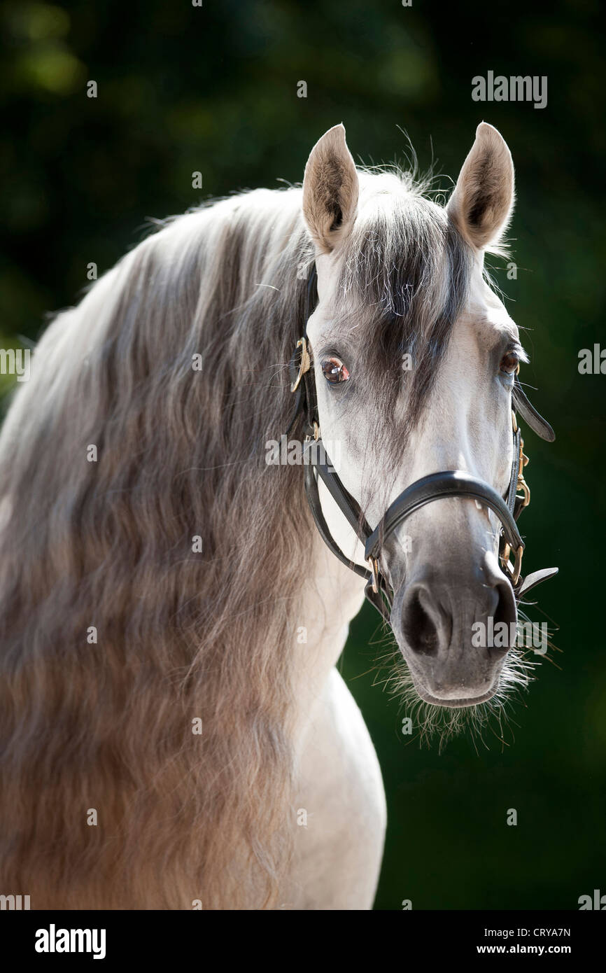 Pure Spanish Horse Andalusian Portrait stallion Napoleon Stock Photo ...