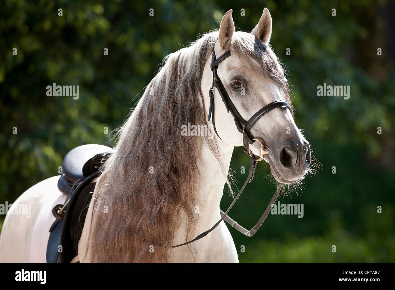 Pure Spanish Horse Andalusian Portrait stallion Napoleon Stock Photo ...