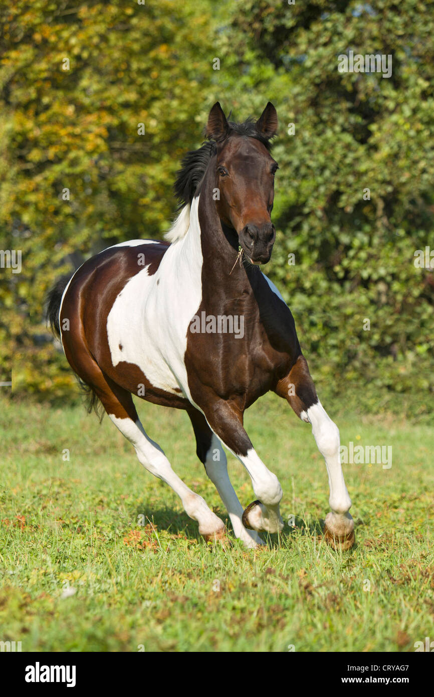 Pinto Trakehner gallop meadow Stock Photo - Alamy
