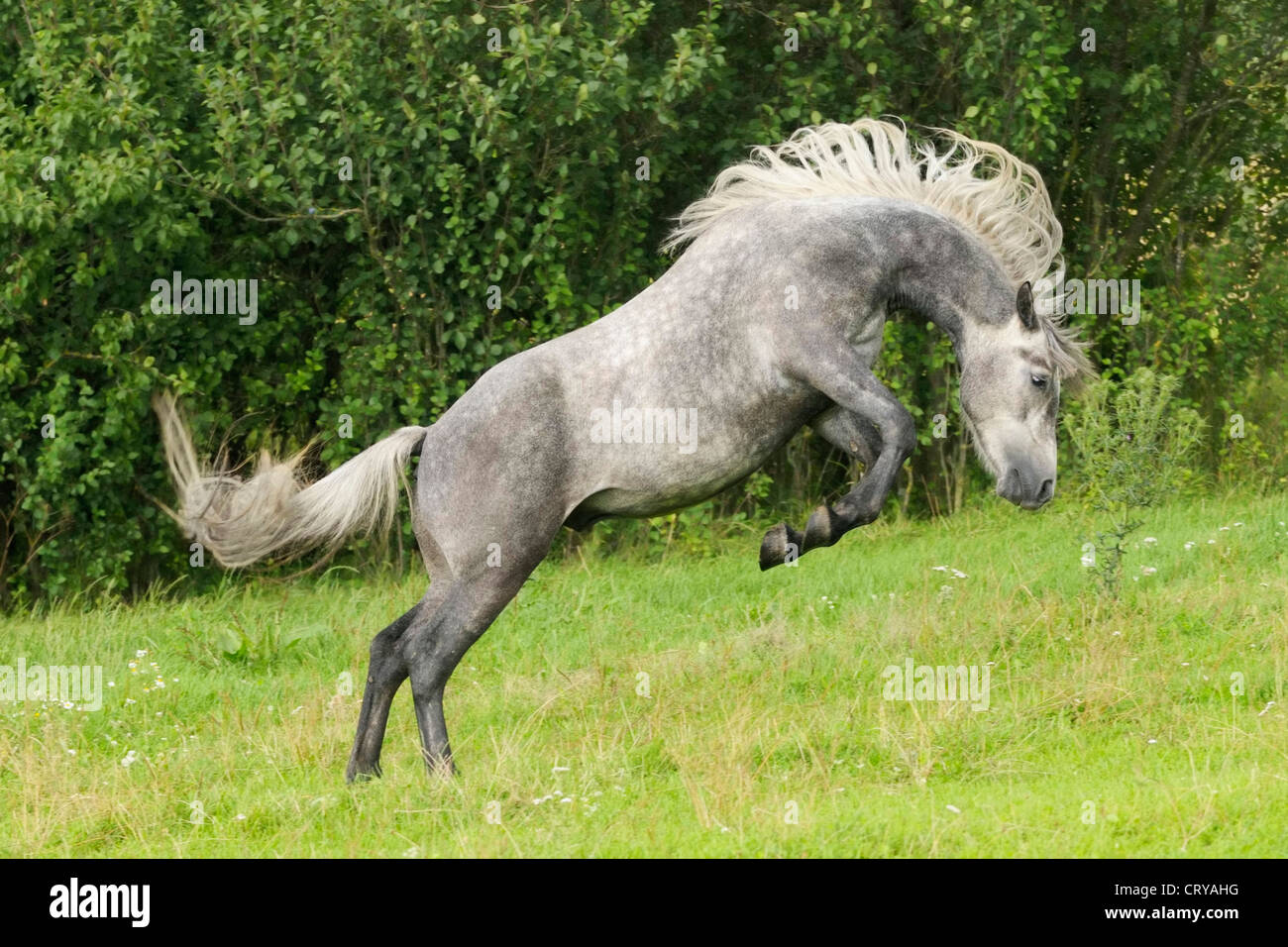 Connemara Pony Two year old individual bucking meadow Stock Photo - Alamy