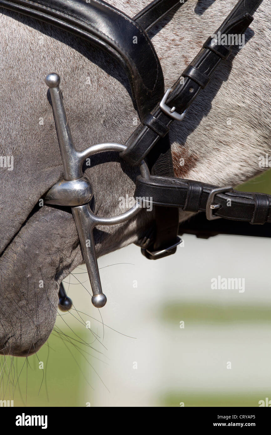 Full cheek bit hi-res stock photography and images - Alamy