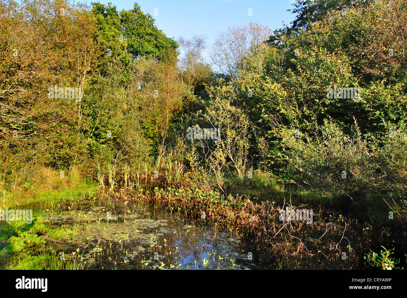 Common heatherfield hi-res stock photography and images - Alamy