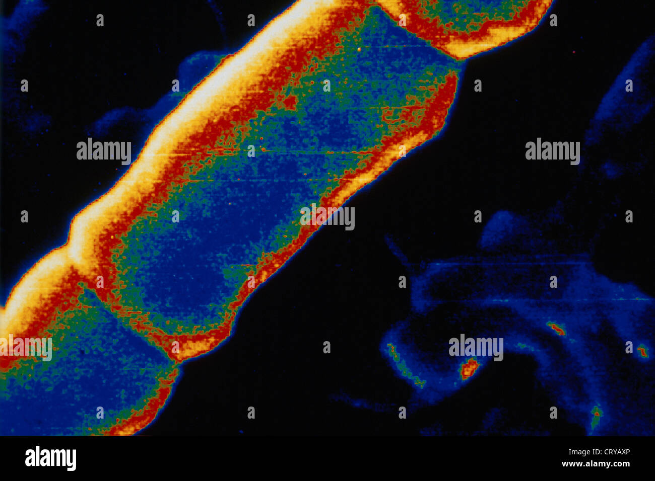 Arachnia High Resolution Stock Photography and Images - Alamy