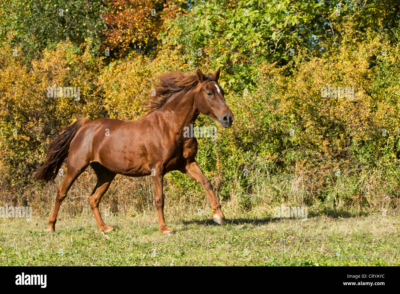 Morgan horse galloping hi-res stock photography and images - Alamy