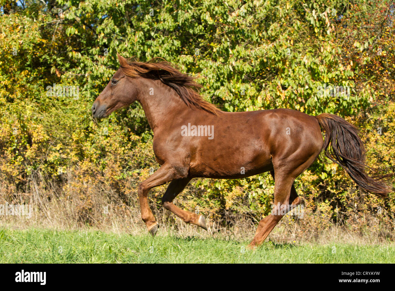 Morgan horse galloping hi-res stock photography and images - Alamy