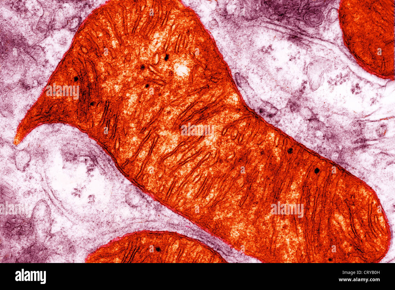 Mitochondrion electron microscope hi-res stock photography and images ...