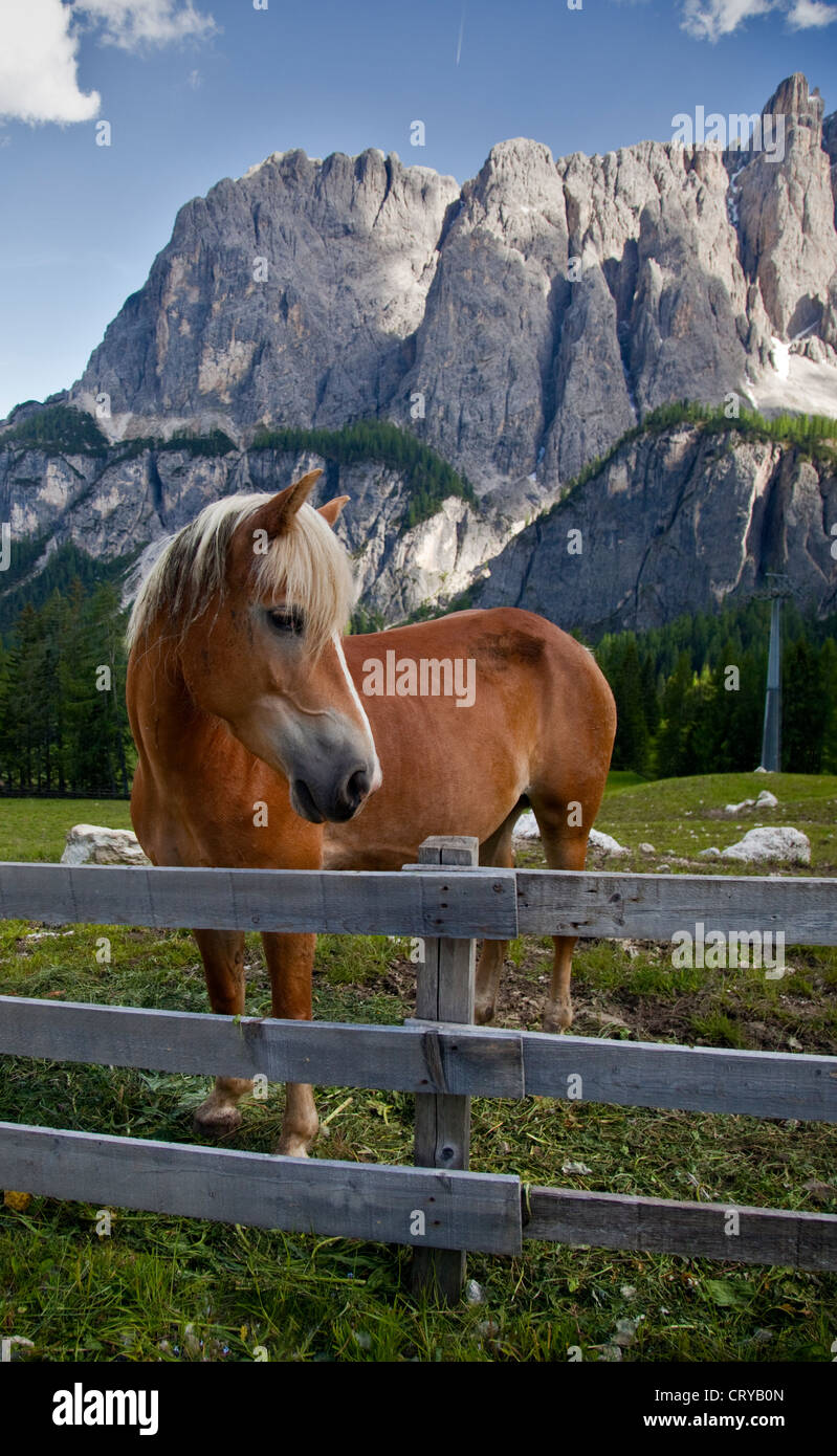 Animals of the dolomites hi-res stock photography and images - Alamy