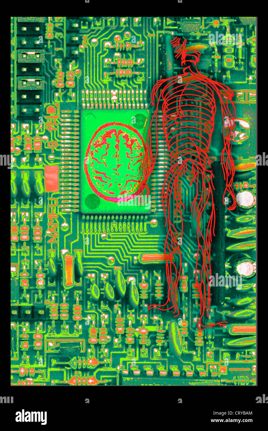 NERVOUS SYSTEM, DRAWING Stock Photo - Alamy