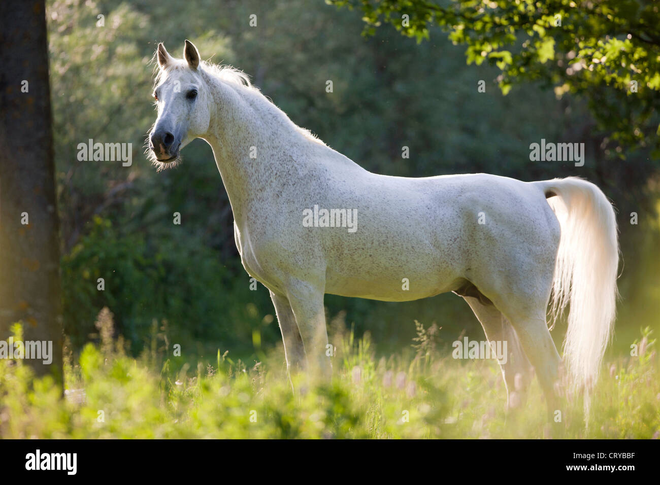 Shagya Arabian Gray stallion standing meadow Stock Photo - Alamy