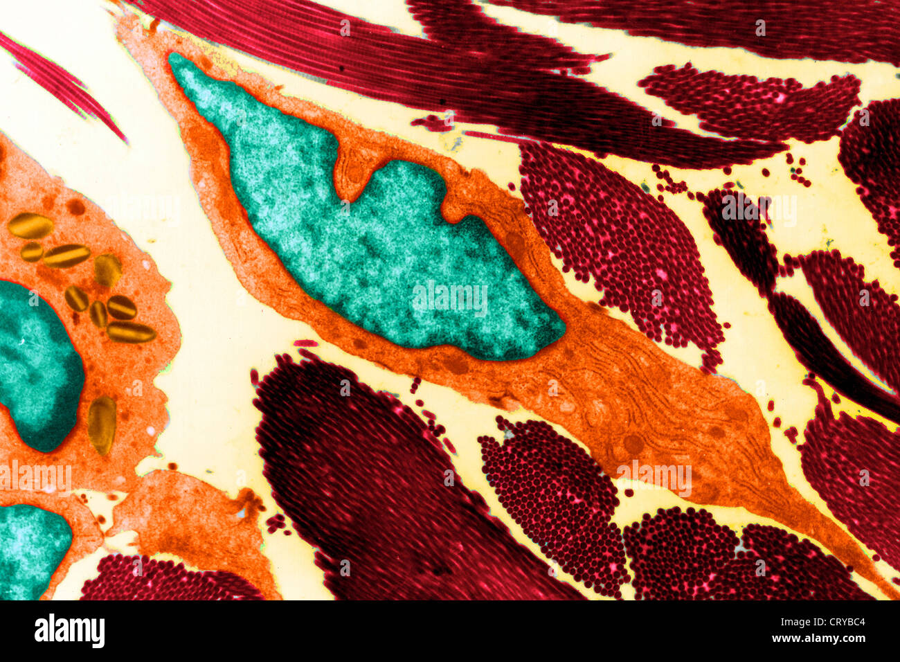 Fibroblast hi-res stock photography and images - Alamy