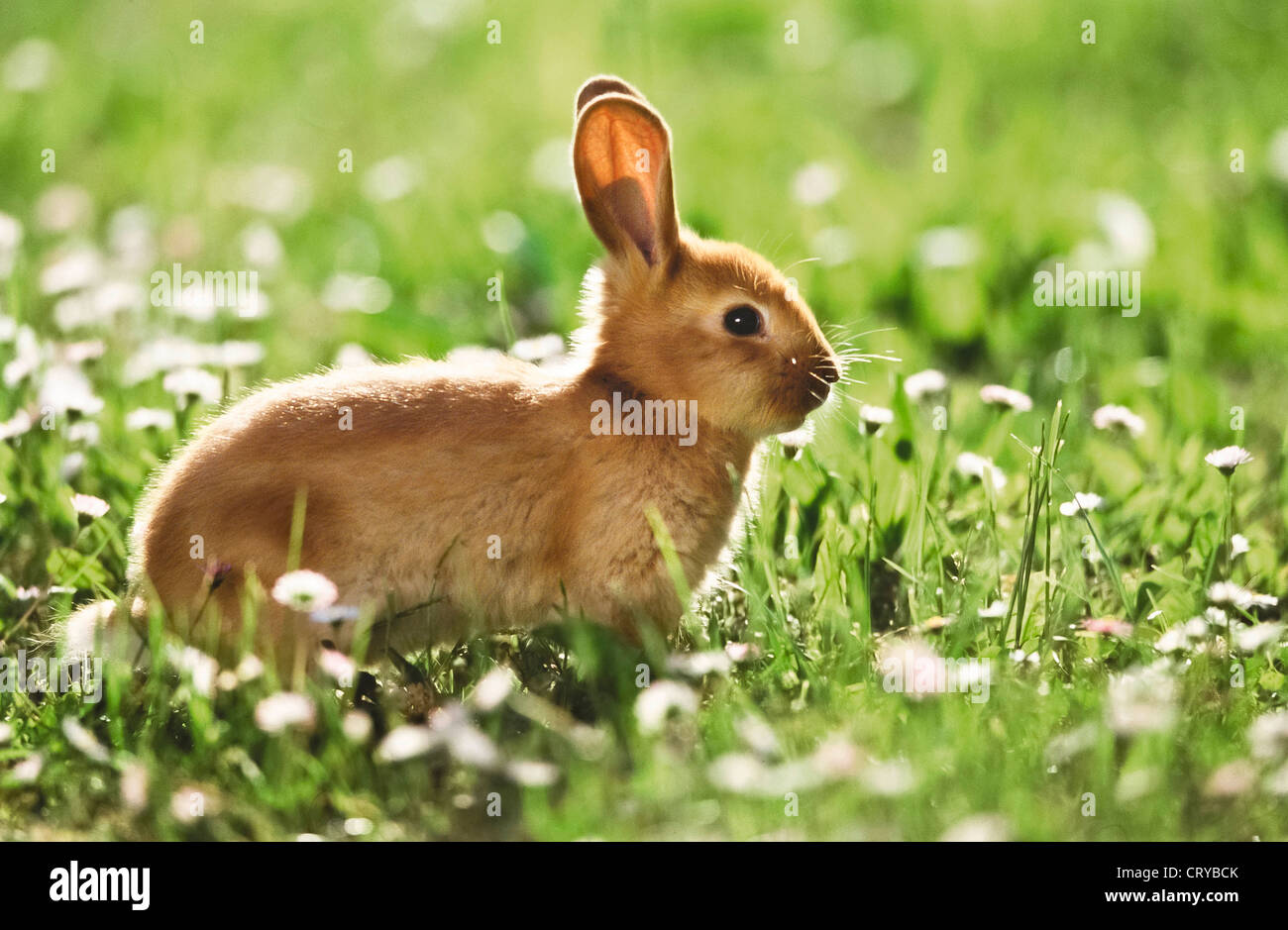 Pygmy Rabbit on a flowering meadow Stock Photo - Alamy