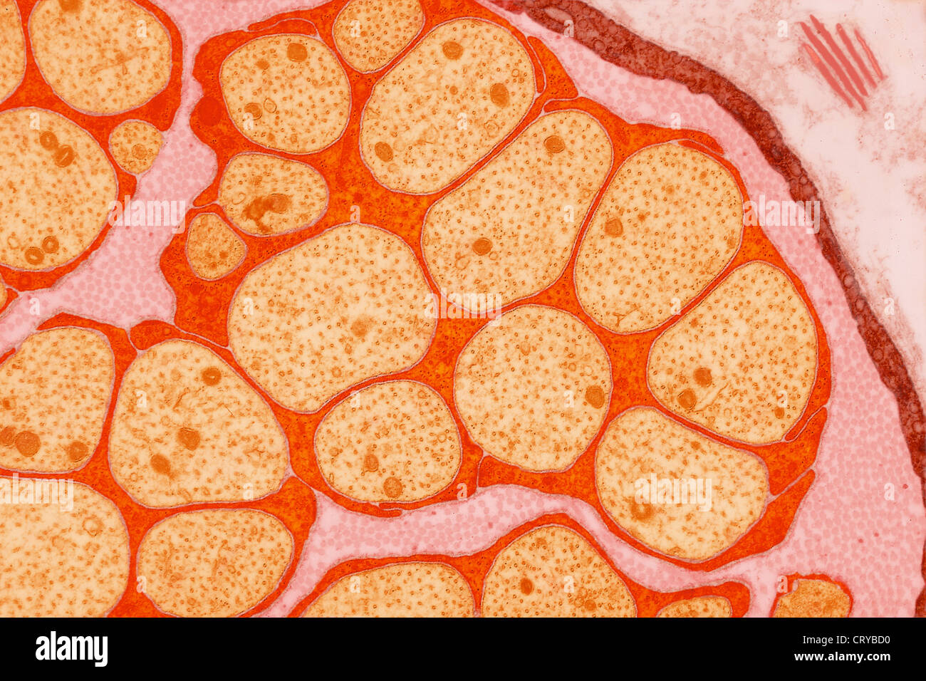 Nervous tissue micrograph hi-res stock photography and images - Alamy