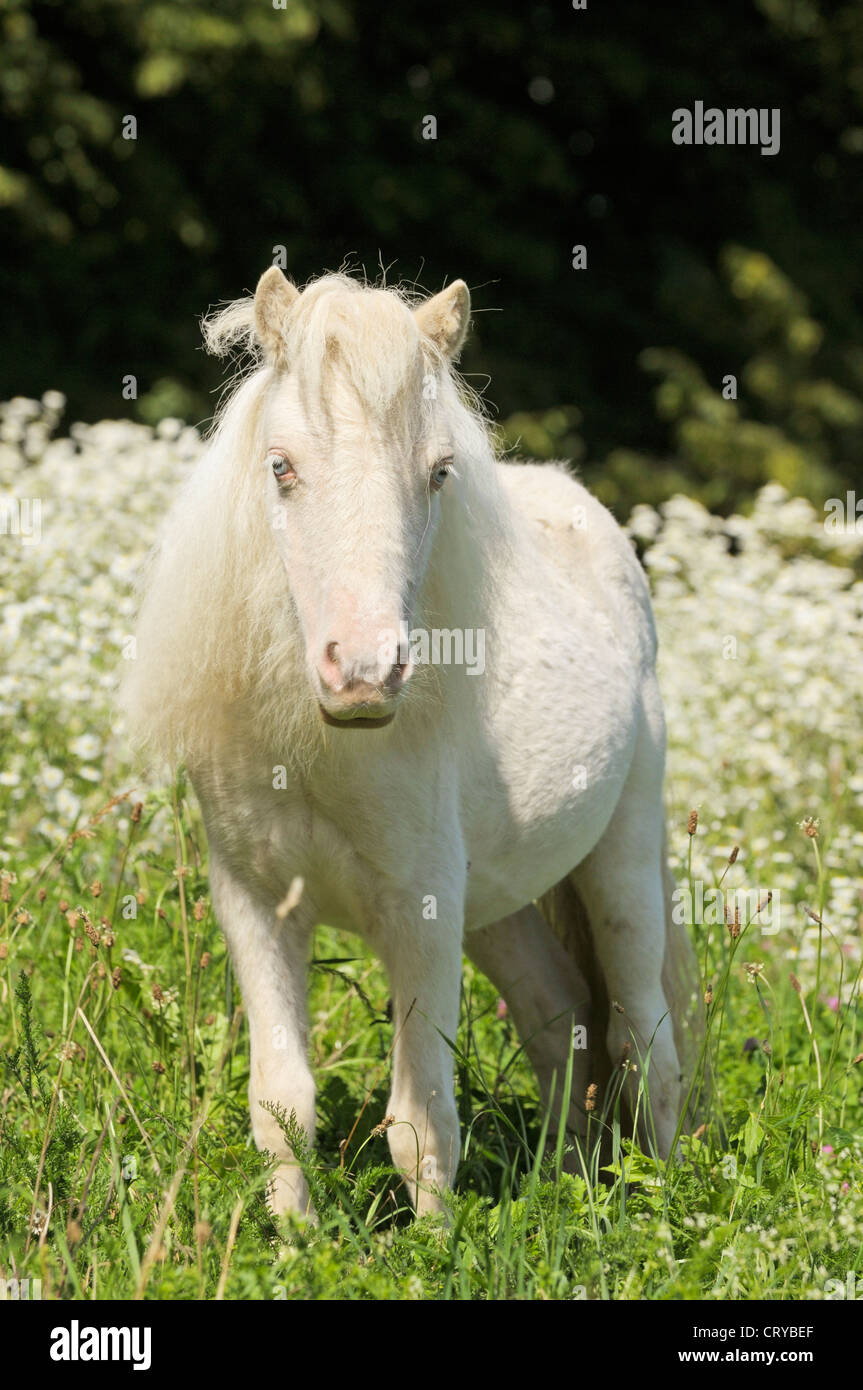 Miniature Shetland Pony standing meadow Stock Photo - Alamy