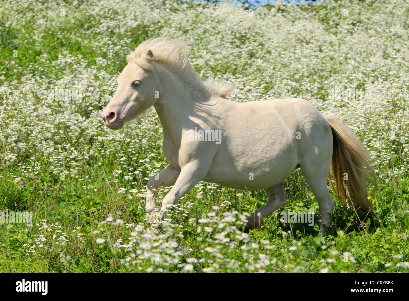 Miniature ponies pony horse hi-res stock photography and images - Alamy