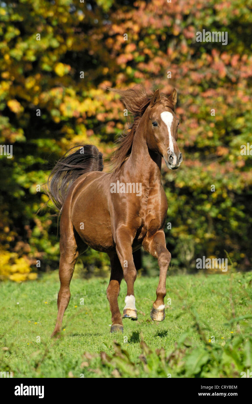 Animal canter cantering field gallop galloping horse hi-res stock ...