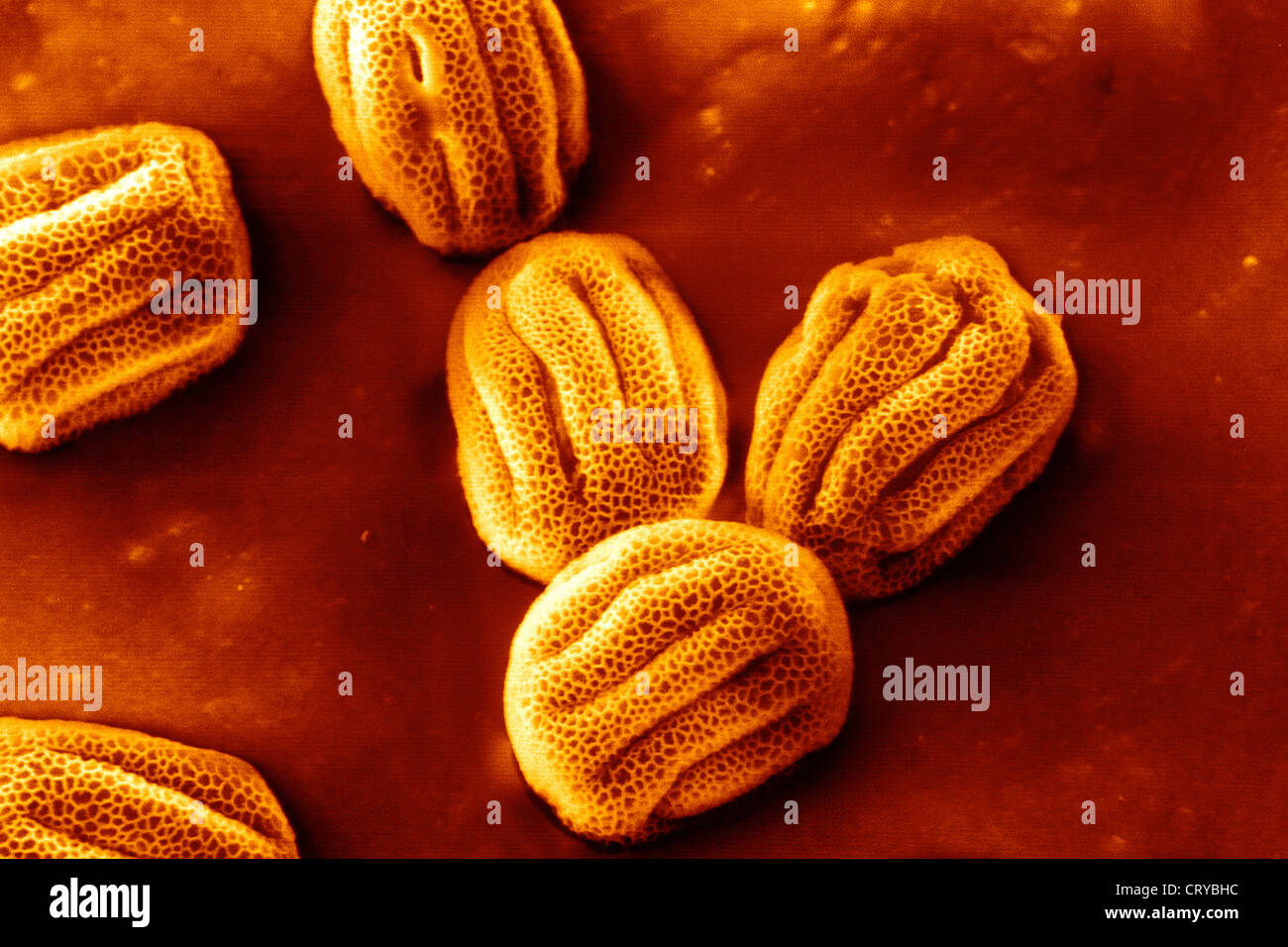 Allergenic pollen grains hi-res stock photography and images - Alamy