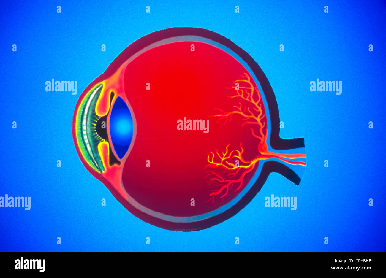 Anatomical drawing eye eyes hi-res stock photography and images - Alamy