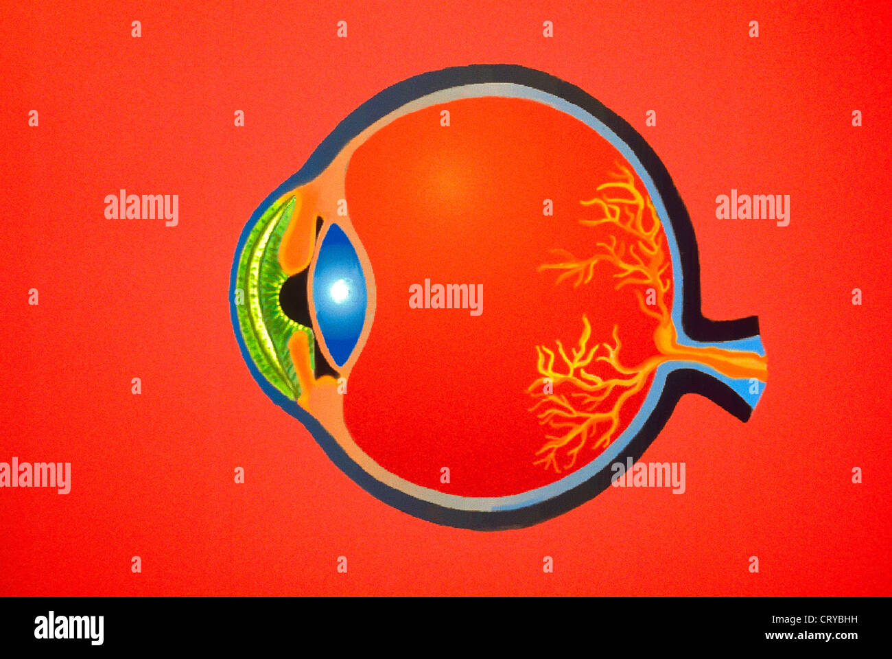 Anatomical drawing eye eyes hi-res stock photography and images - Alamy