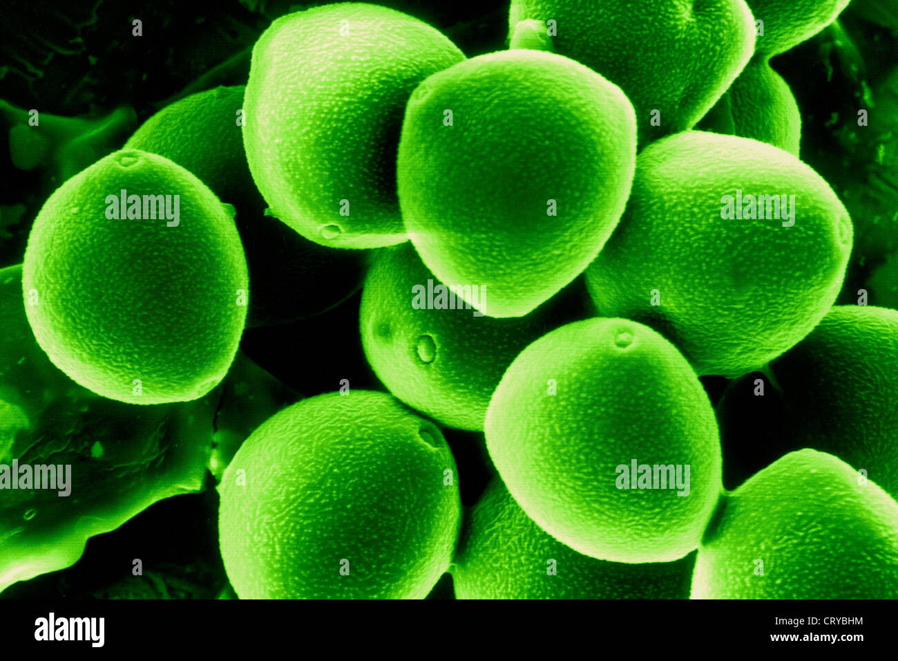 Pollen grains electron micrograph hi-res stock photography and images ...