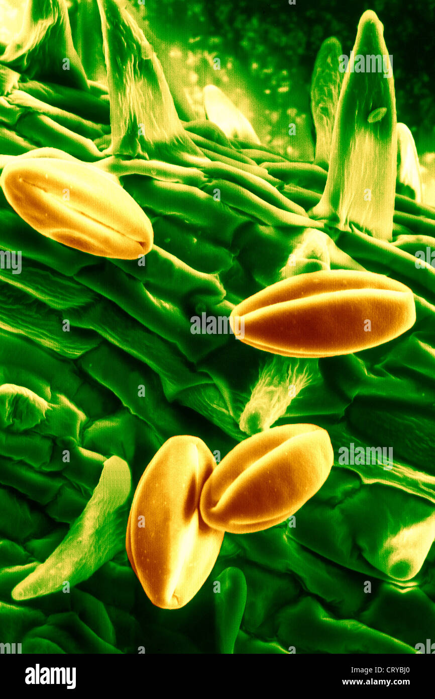 Pollen grains electron micrograph hi-res stock photography and images ...