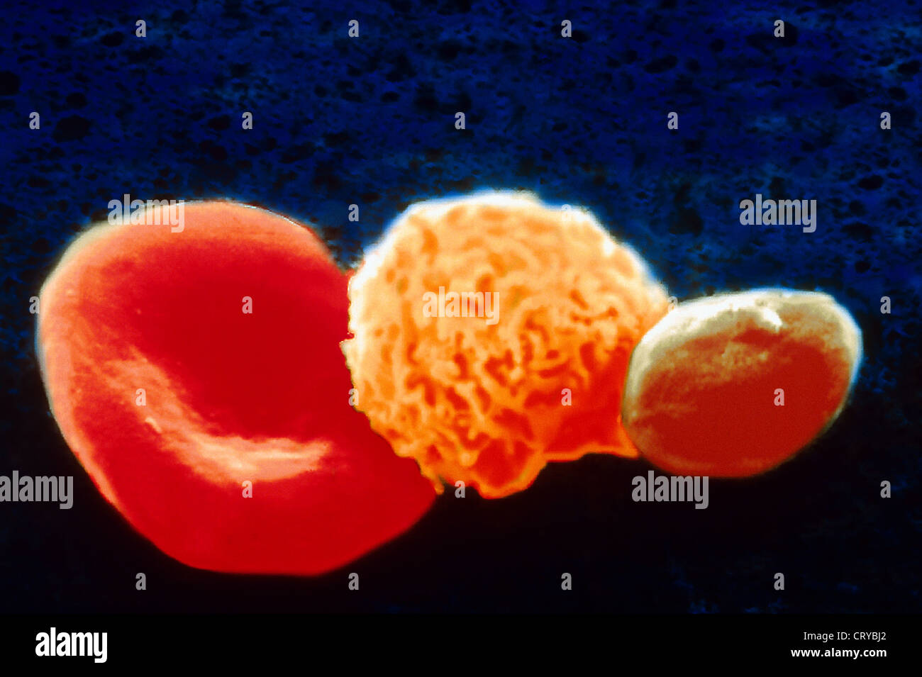 BLOOD CELL, SEM Stock Photo - Alamy