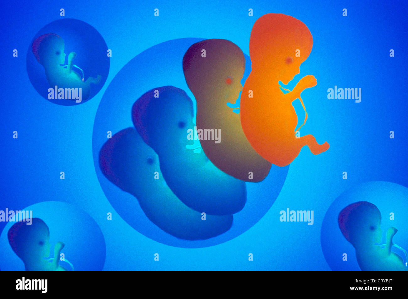 Genetics illustration fetus hi-res stock photography and images - Alamy