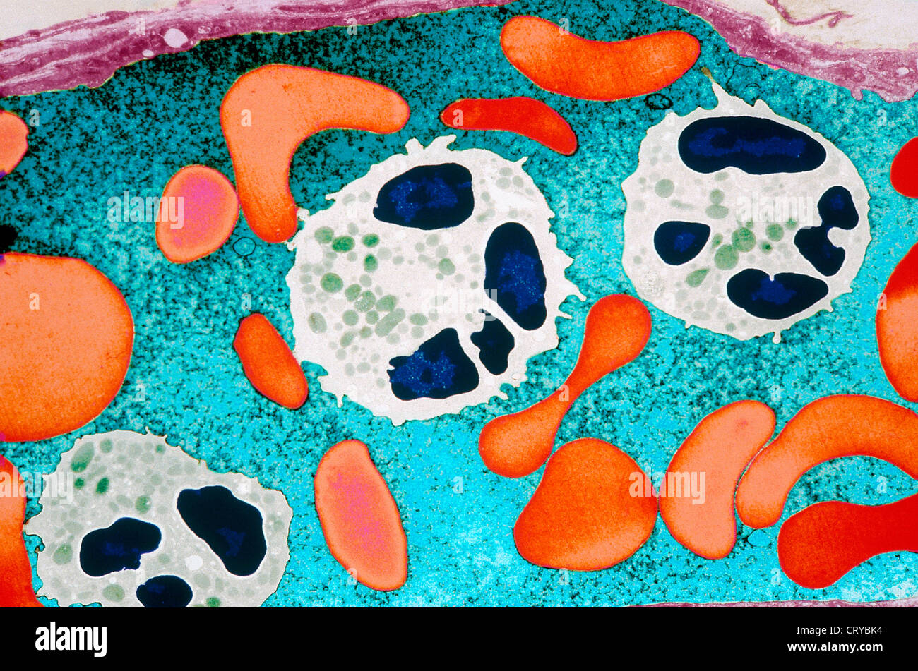 Red Blood Cell Tem High Resolution Stock Photography and Images - Alamy