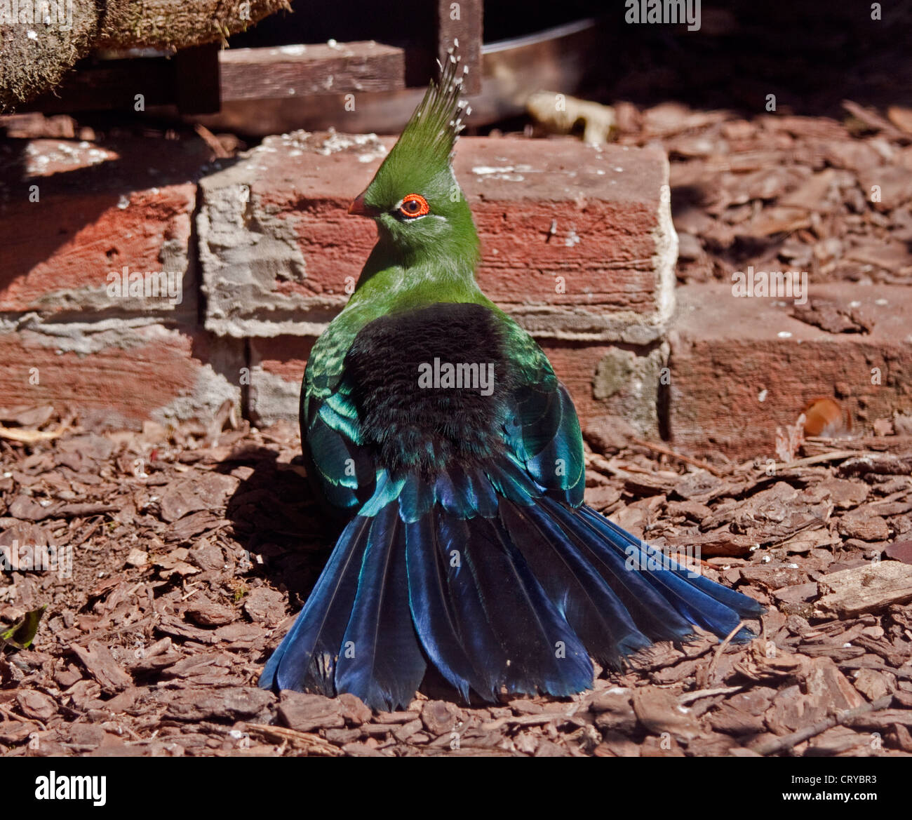 Schalow's Turaco (Tauraco schalowi Stock Photo - Alamy