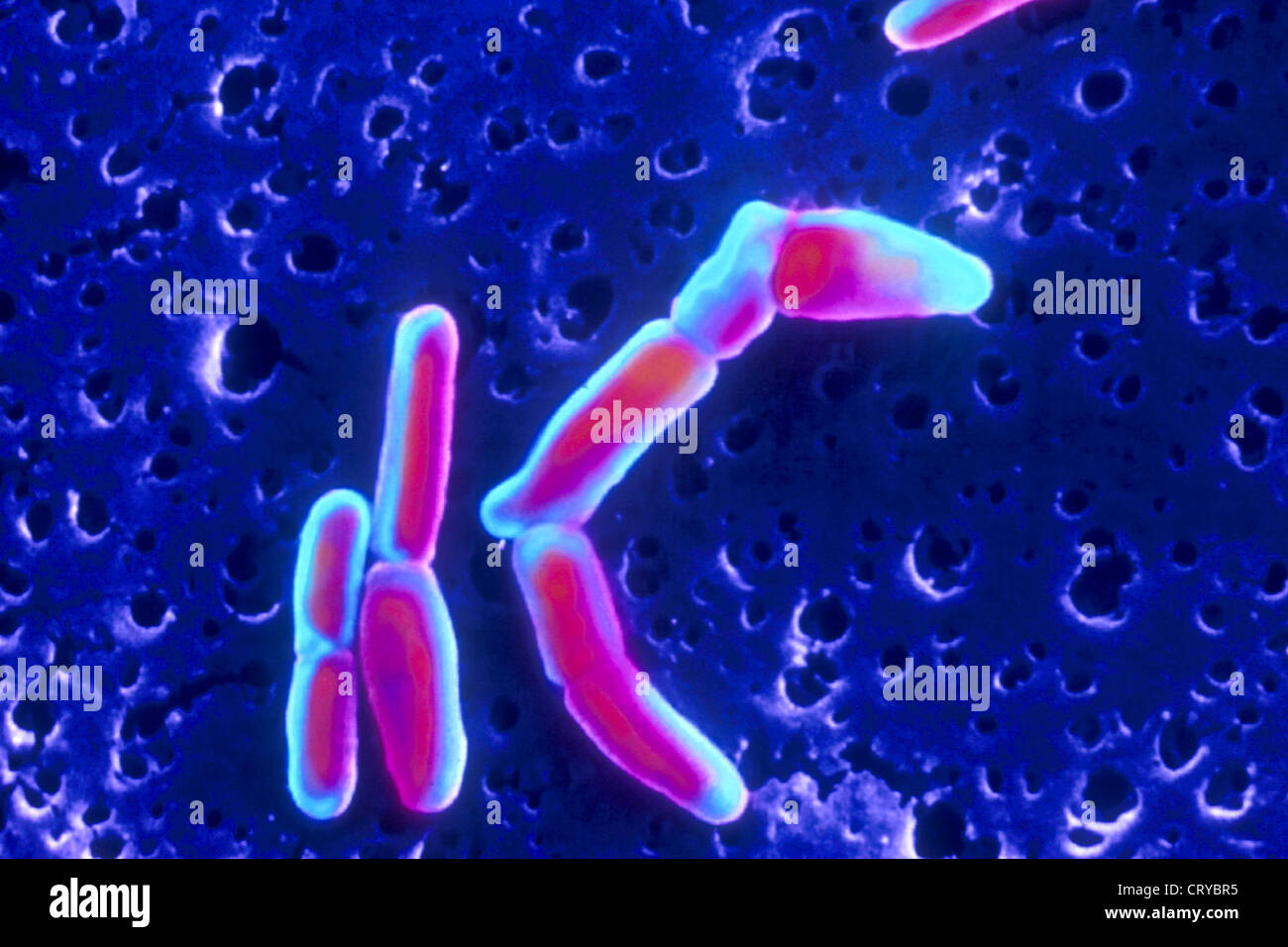 Listeriaceae hi-res stock photography and images - Alamy