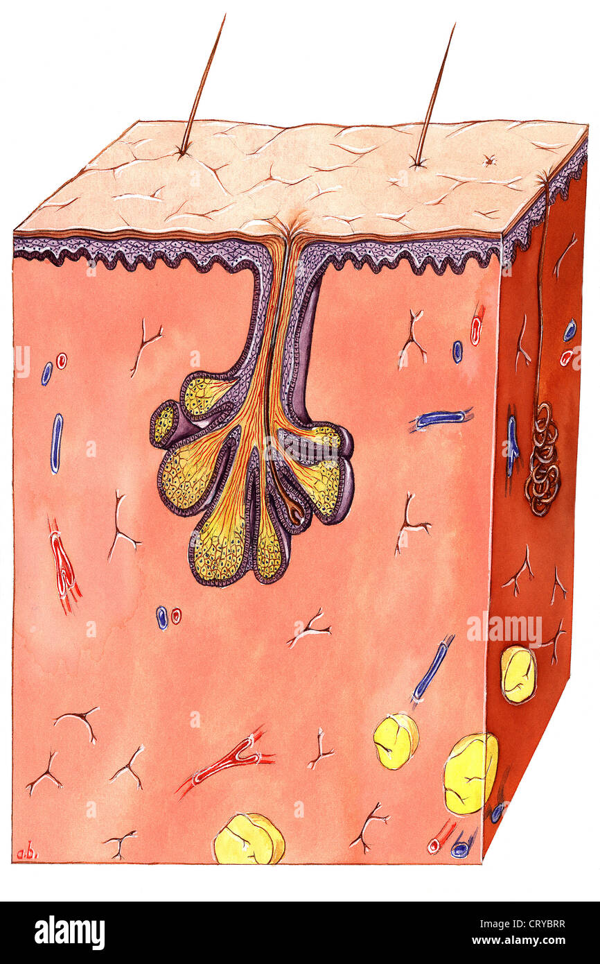 Acne drawing hi-res stock photography and images - Alamy