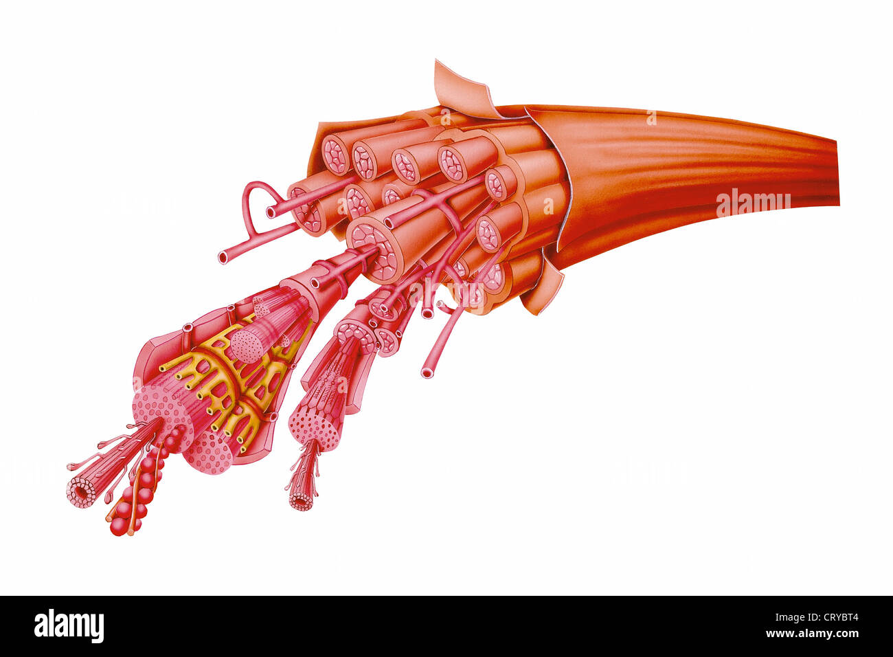 Muscle illustration Cut Out Stock Images & Pictures - Alamy