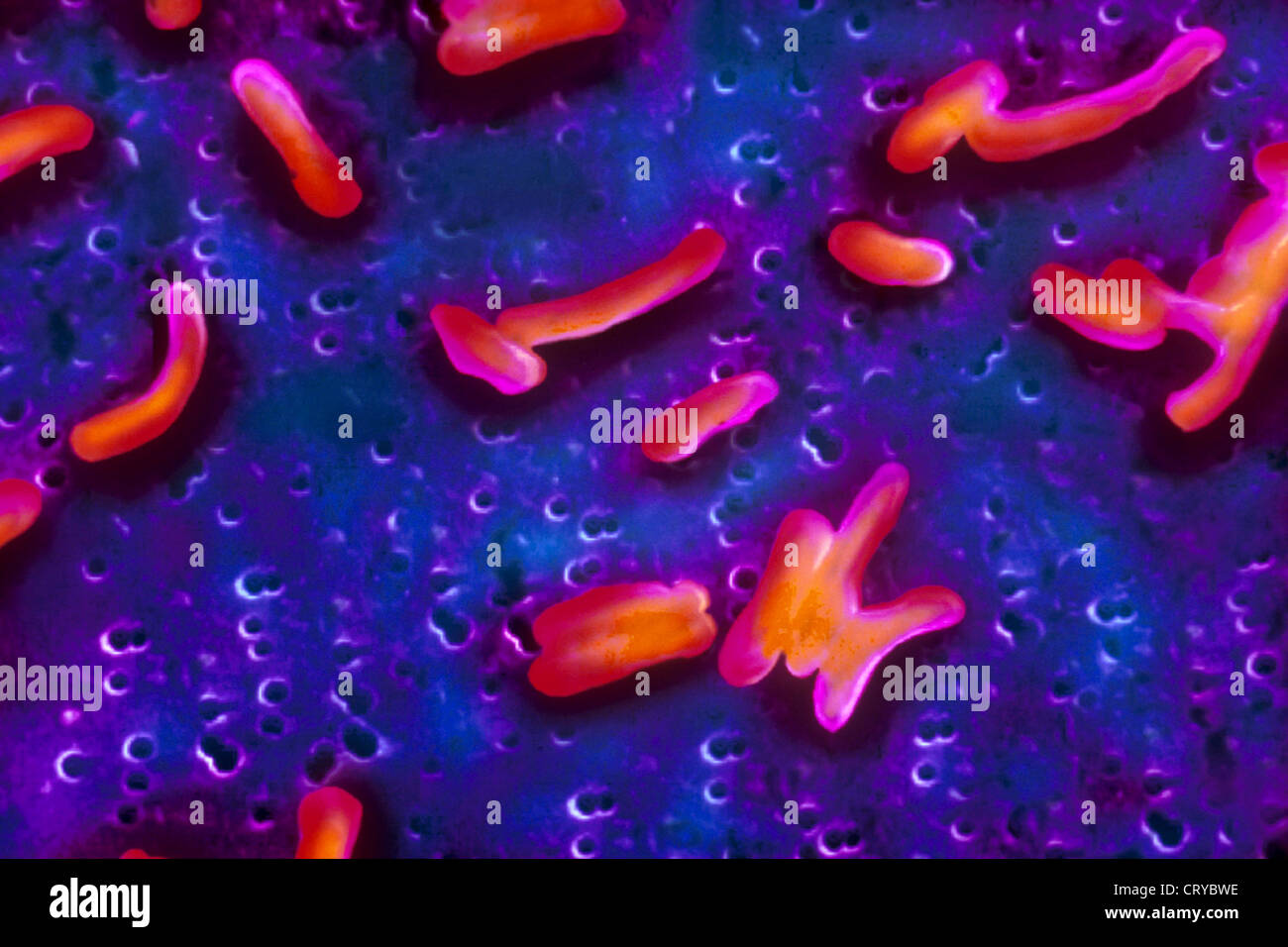 Vibrio Cholerae Microscope