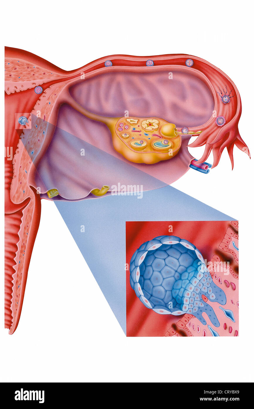 Graafian follicle hi-res stock photography and images - Alamy