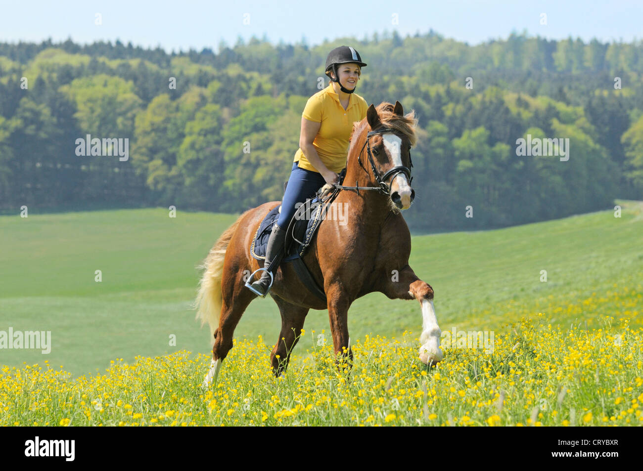 Welsh ponies section a hi-res stock photography and images - Alamy
