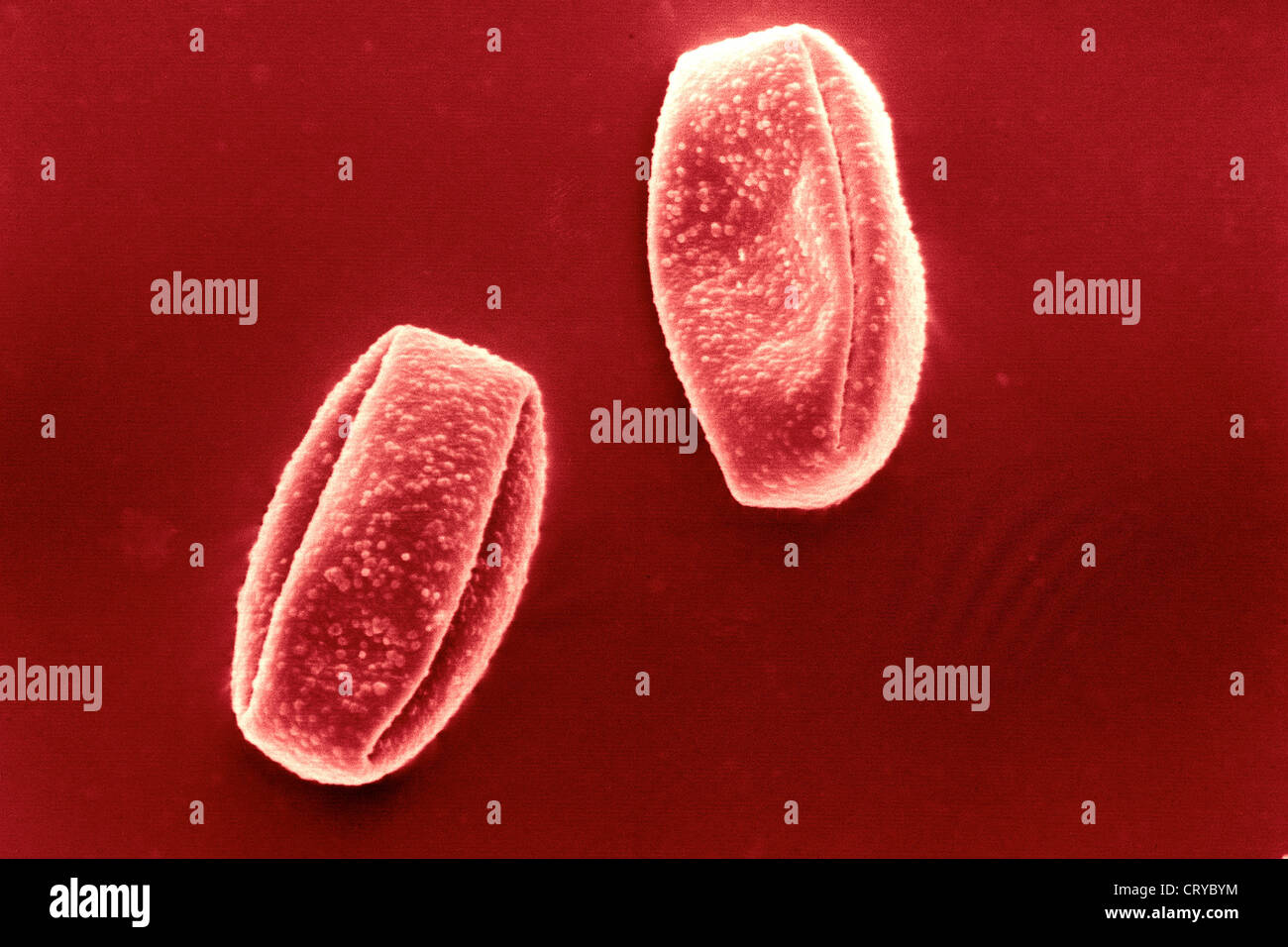Pollen grains electron micrograph hi-res stock photography and images ...