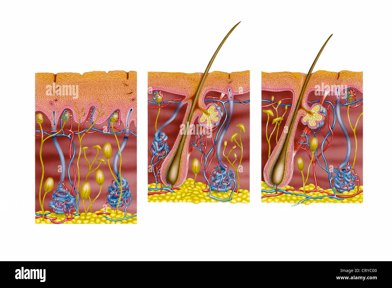 Pacinian corpuscle hi-res stock photography and images - Alamy