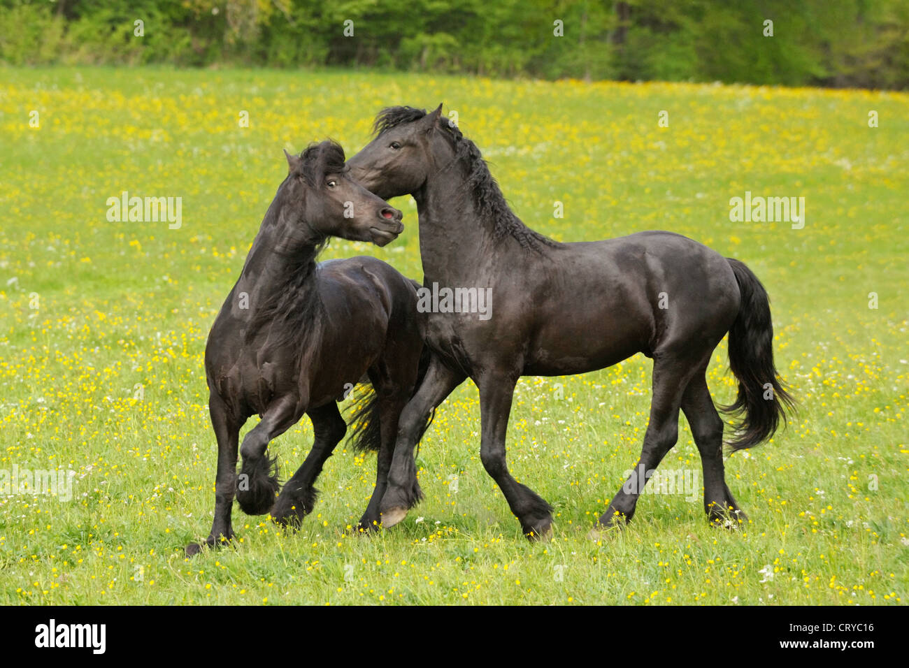 Two Friesian horses squabbling field Stock Photo - Alamy