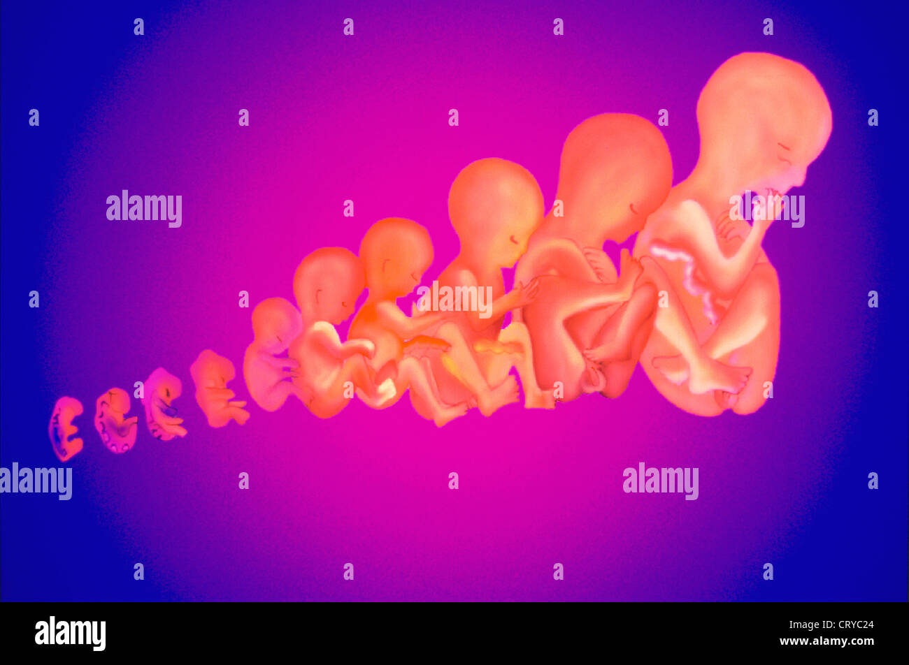 Fetal growth hi-res stock photography and images - Alamy