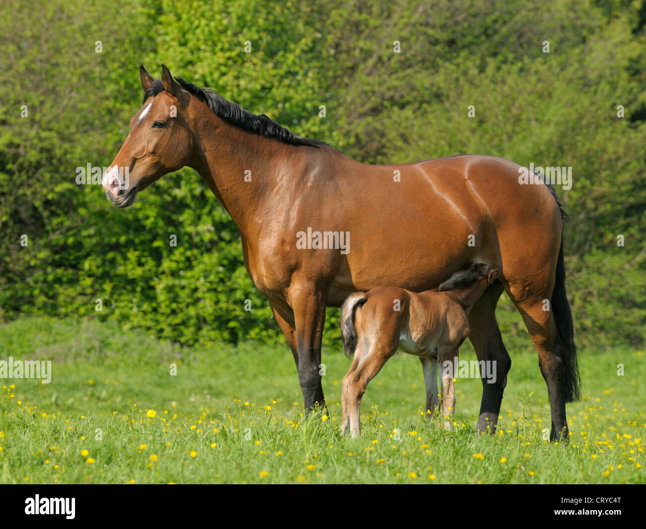 Horse sucking hi-res stock photography and images - Alamy