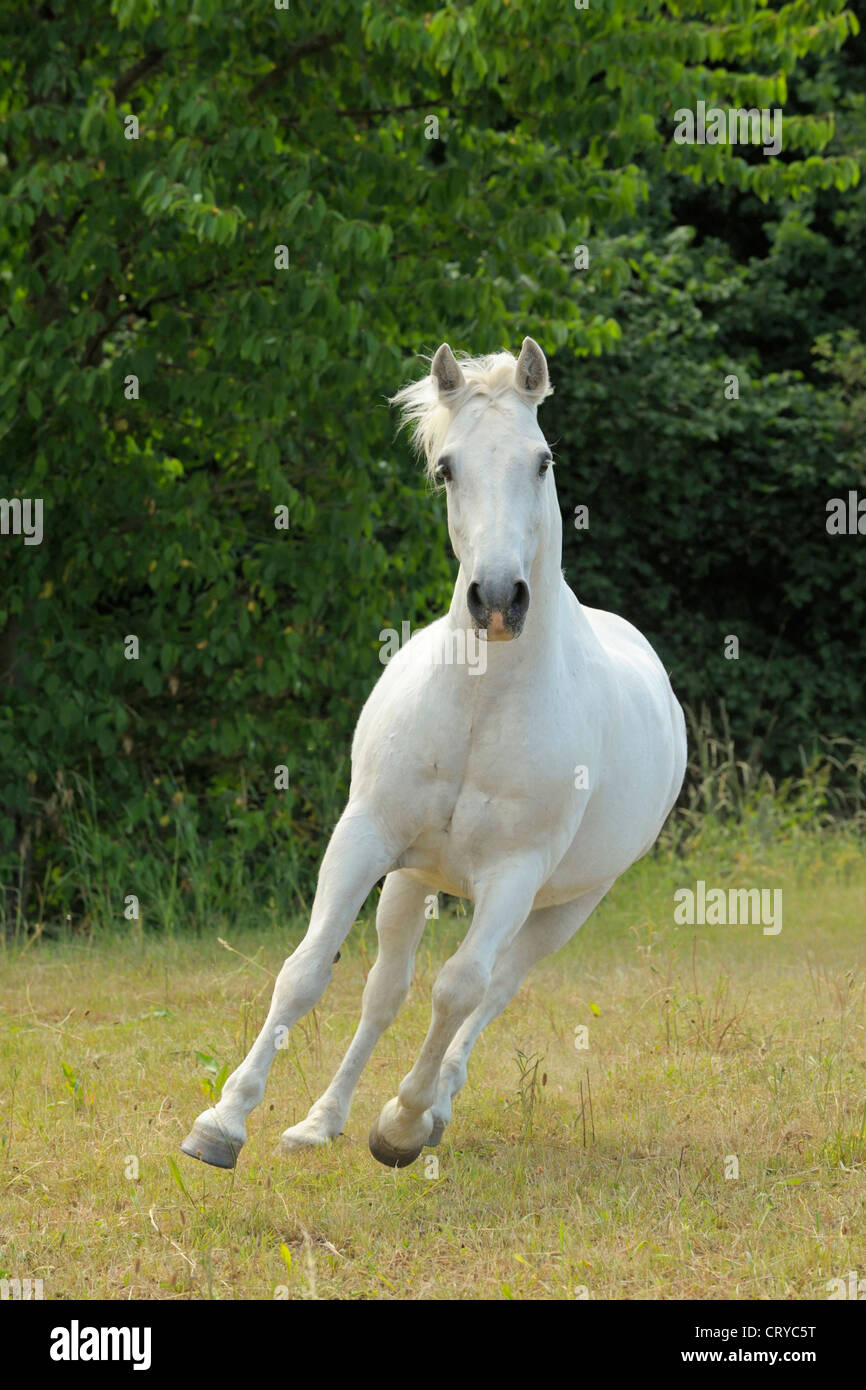 Animal canter cantering field gallop galloping horse hi-res stock ...