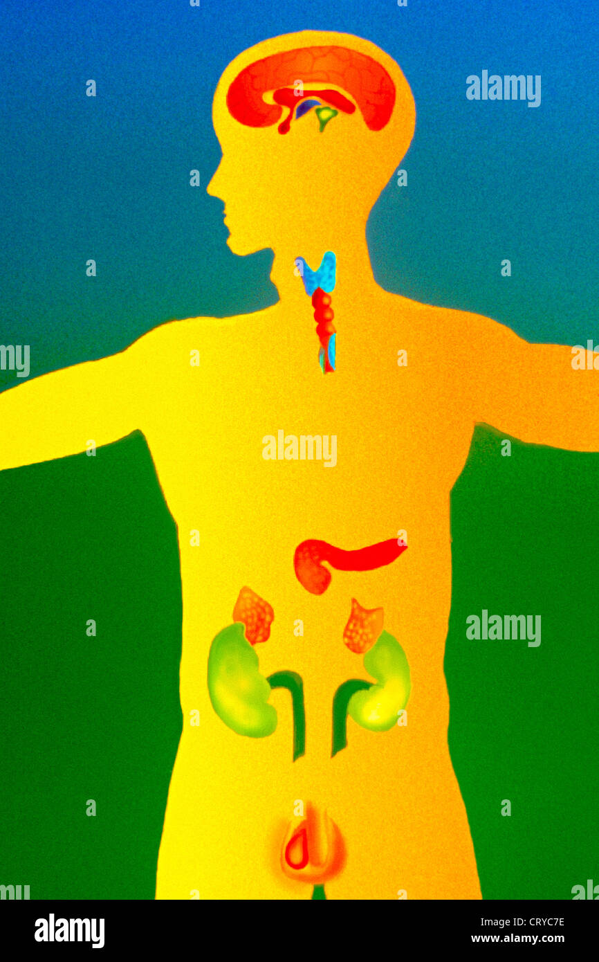 ENDOCRINE GLAND, ILLUSTRATION Stock Photo - Alamy