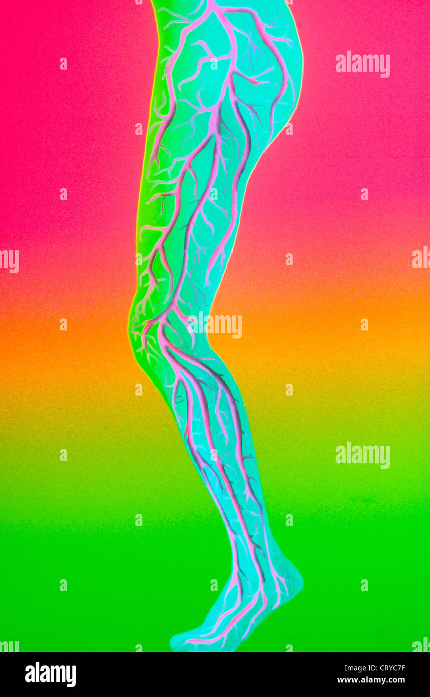 LOWER LIMB, BLOOD CIRCULATION Stock Photo - Alamy