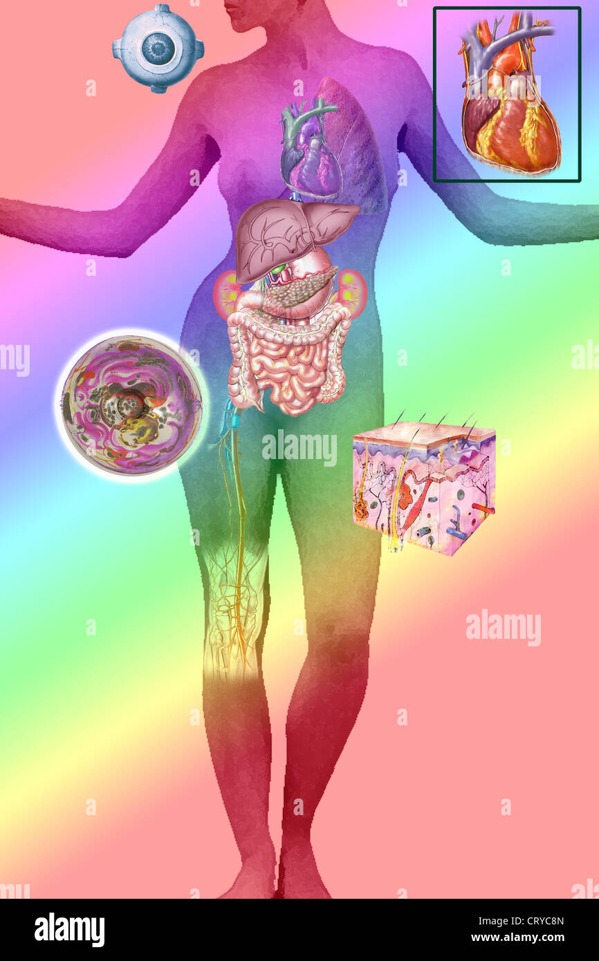 Organs implants hi-res stock photography and images - Alamy