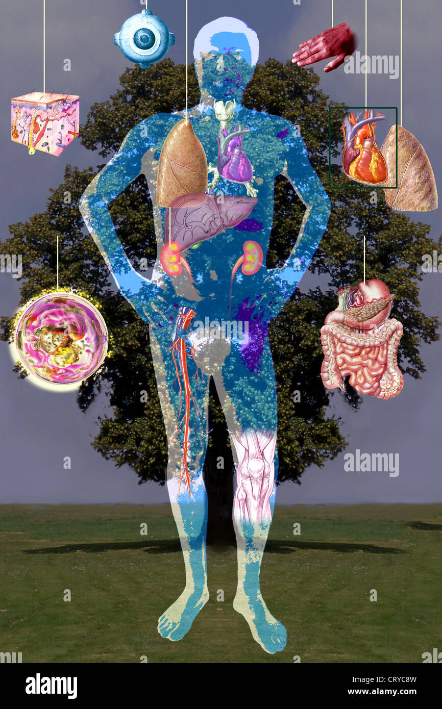 Organs implants hi-res stock photography and images - Alamy