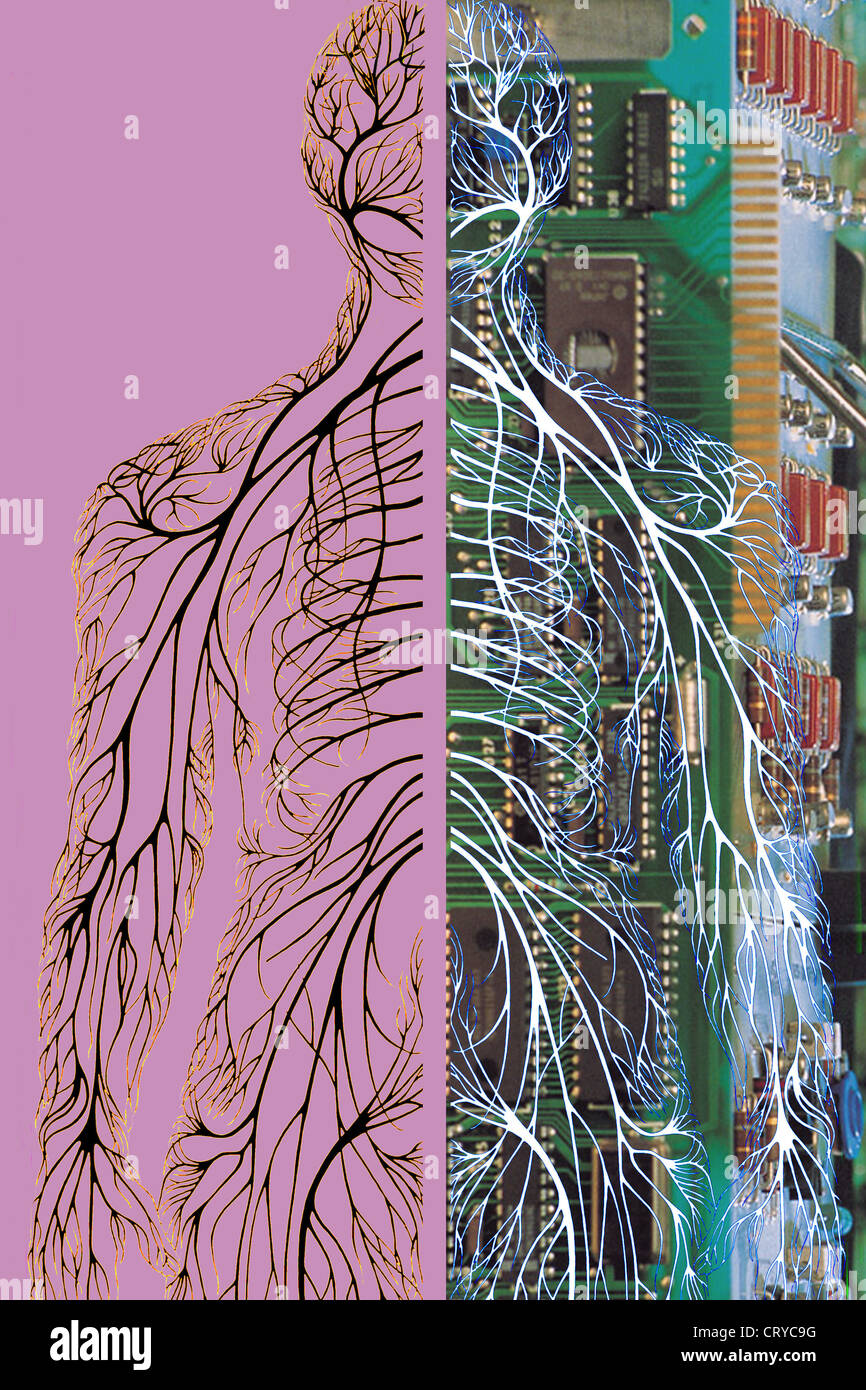 NERVOUS SYSTEM, DRAWING Stock Photo - Alamy