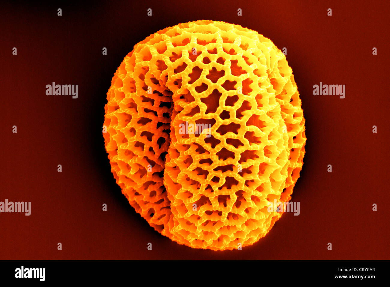 Pollen grains electron micrograph hi-res stock photography and images ...